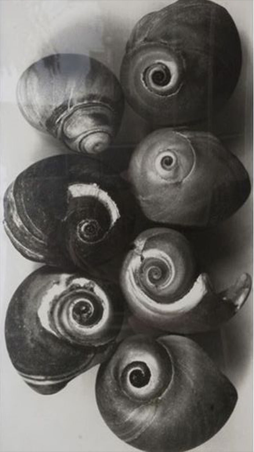 L'Escargot Dinner Plates - Maison Balzac